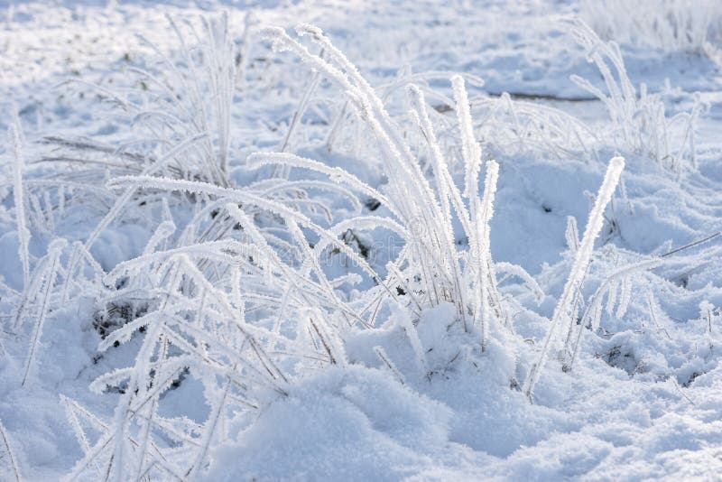 Dry Grasses Covered with Snow in the Freezing Winter Stock Photo ...