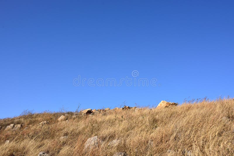 Dry Grasses and Rock stock image. Image of plant, blue - 81898131