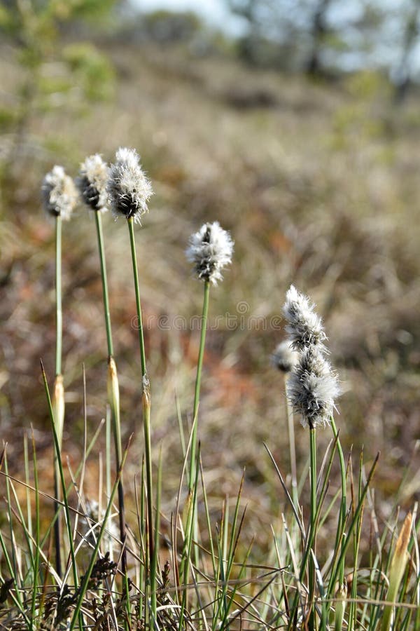 Dry grasses in a swamp. stock image. Image of growing - 81785163