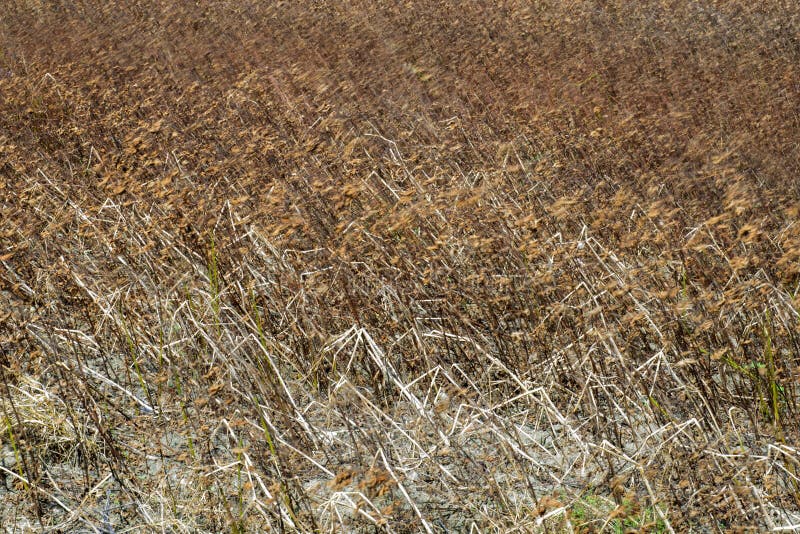 Dead Grass Texture Seamless Stock Photos - Free & Royalty-Free Stock ...