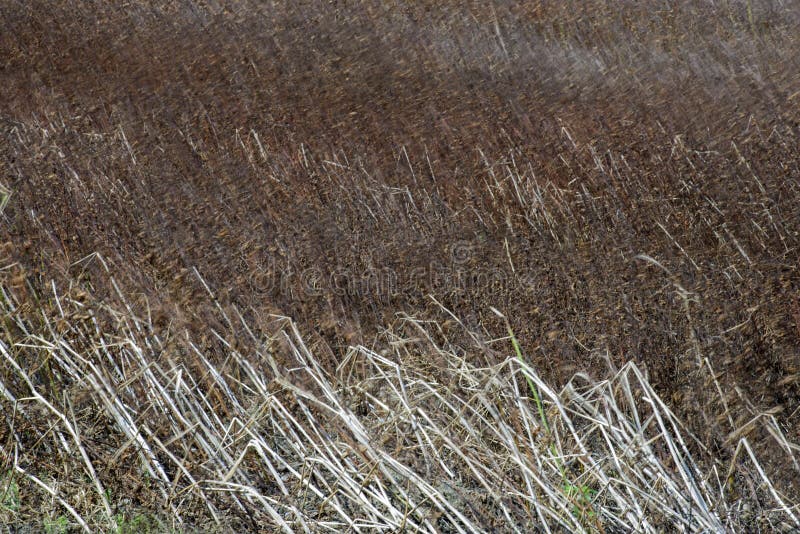 Dead Grass Texture Seamless Stock Photos - Free & Royalty-Free Stock ...