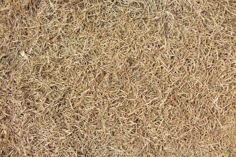 Dry grasstexture stock image. Image of lines, long, brown - 60631743