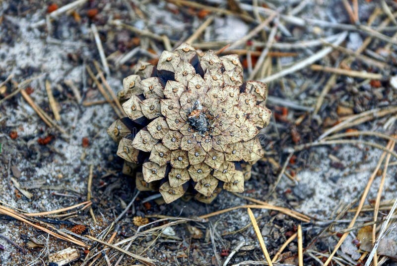 Dry Gray Cone on the Ground and Needles Stock Photo - Image of acorn ...