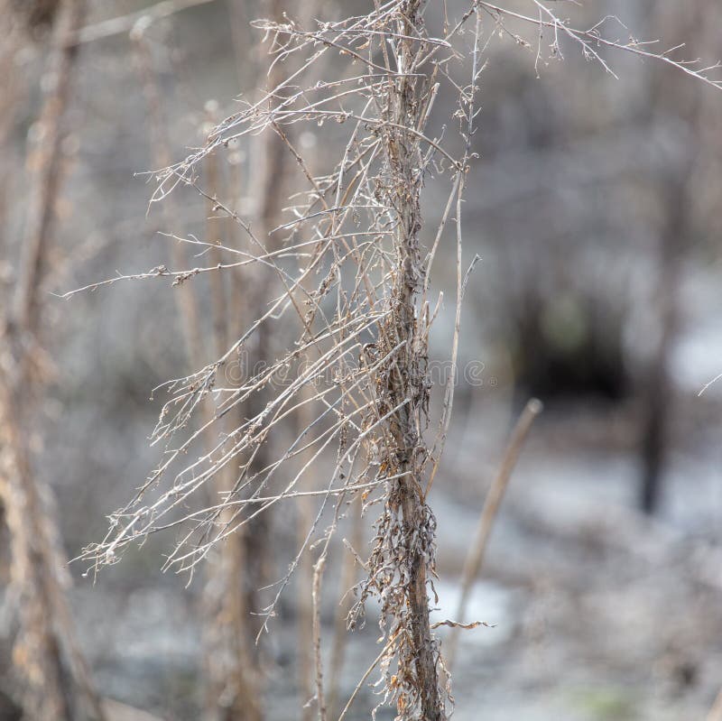 Dry Gray Grass on Nature in Winter Stock Photo - Image of white, winter ...
