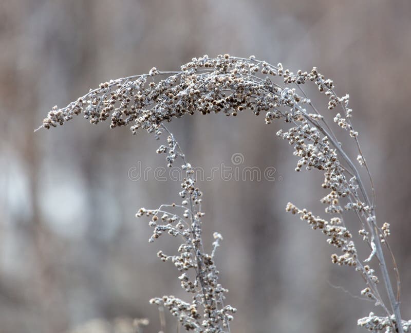 Dry Gray Grass on Nature in Winter Stock Photo - Image of texture, leaf ...