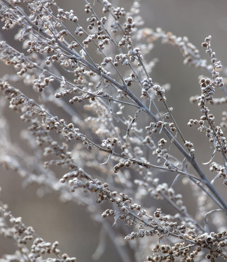 Dry Gray Grass on Nature in Winter Stock Image - Image of beautiful ...