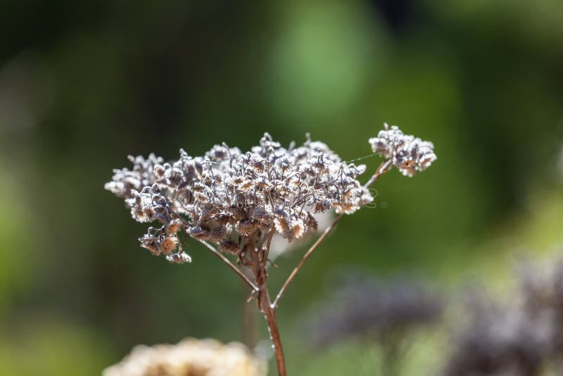Dry Gray Plant on Blurred Background. Stock Image - Image of rough ...