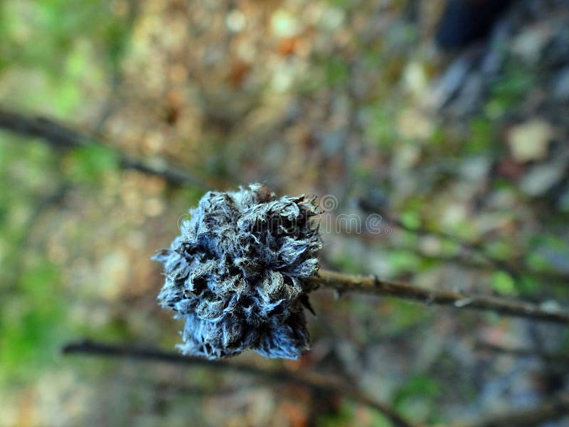 Dry Gray Plant with Dried Flower Stock Photo - Image of forest, fruit ...