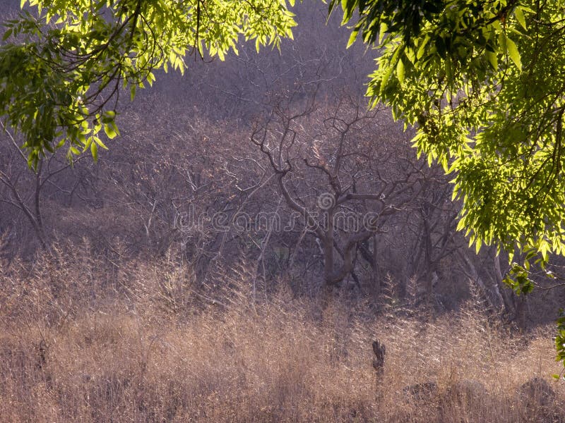 Dry and green stock photo. Image of texture, abstract - 11178704