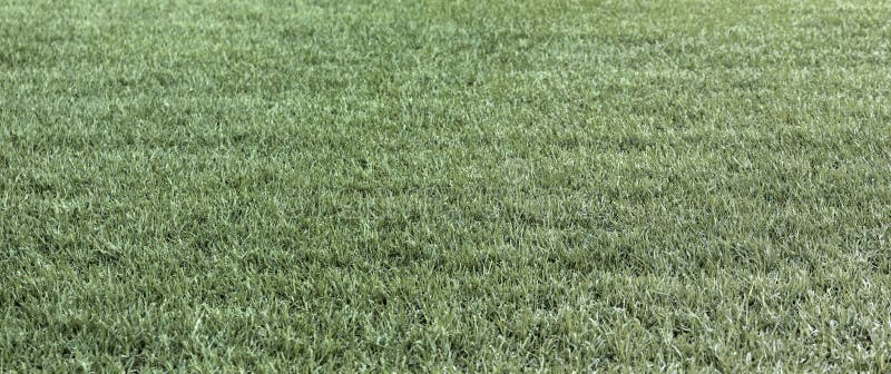 The Dry Green Grass and Dry Grass Summer Fields Straw Stock Image ...