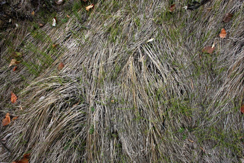Dry and Green Grass Pressed by the Wind. Stock Photo - Image of nature ...