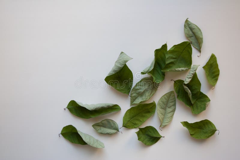 Dry Green Leaves on White Background with a Copy Space Stock Image ...