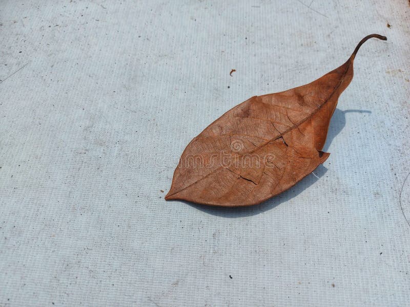 Dry Green Leaves on White Background. Jackfruit Leaves Stock Photo ...