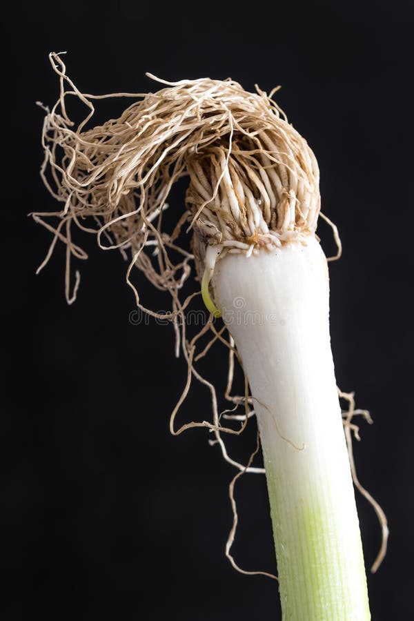 Dry Green Leek with Roots on Dark Background View Stock Photo - Image ...