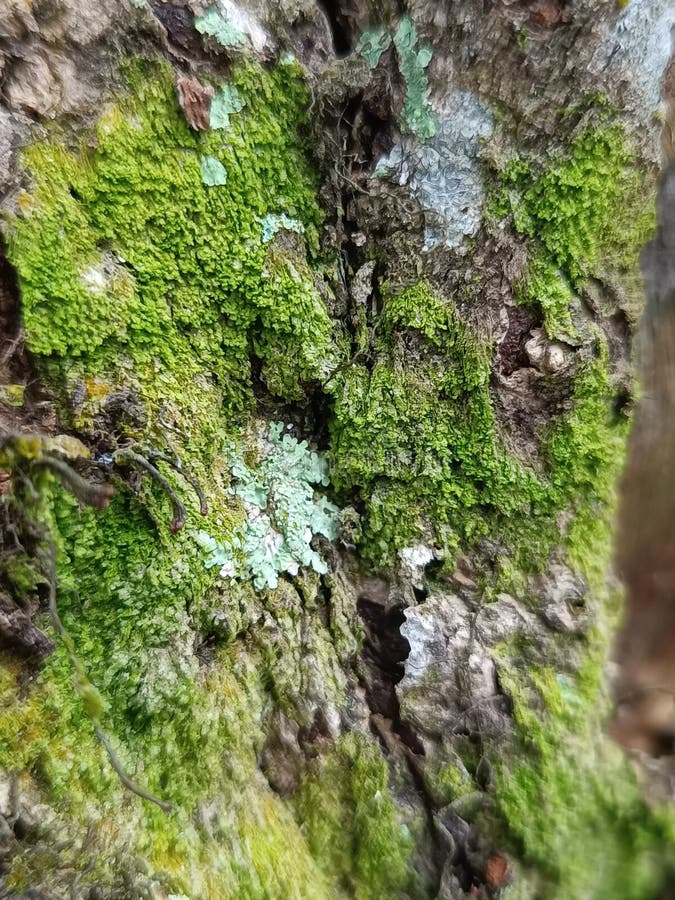 Dry Green Moss Clinging To Pieces of Trees Stock Image - Image of moss ...