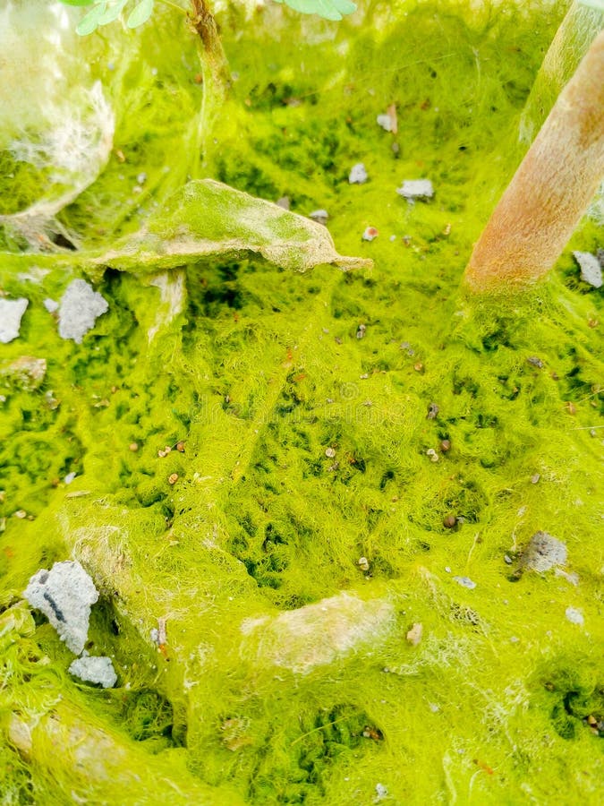 Dry Green Moss on the Ground. Nature Portrait Stock Photo - Image of background, grass: 317923196