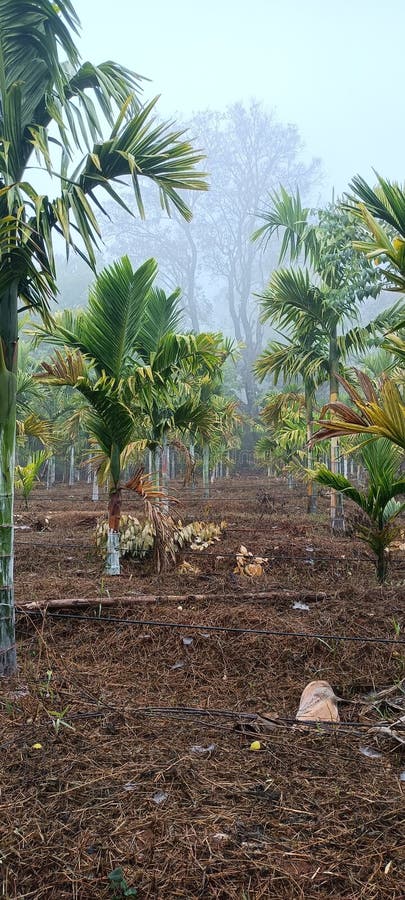 Dry green sky mist areca stock photo. Image of mist - 267577996