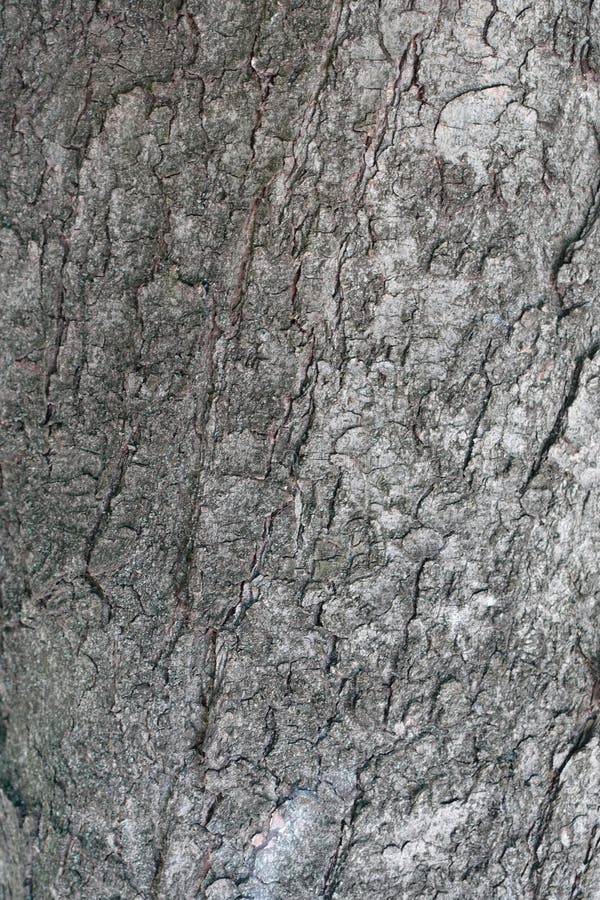 Dry Grey Bark of Horse Chestnut Tree Stock Image - Image of botany ...
