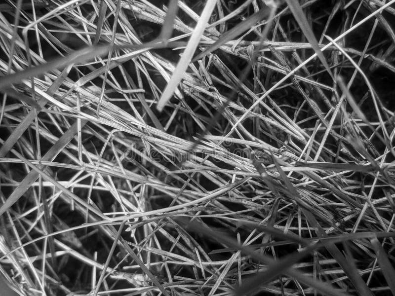 Dry grey grass edit stock image. Image of chill, winter - 221921719