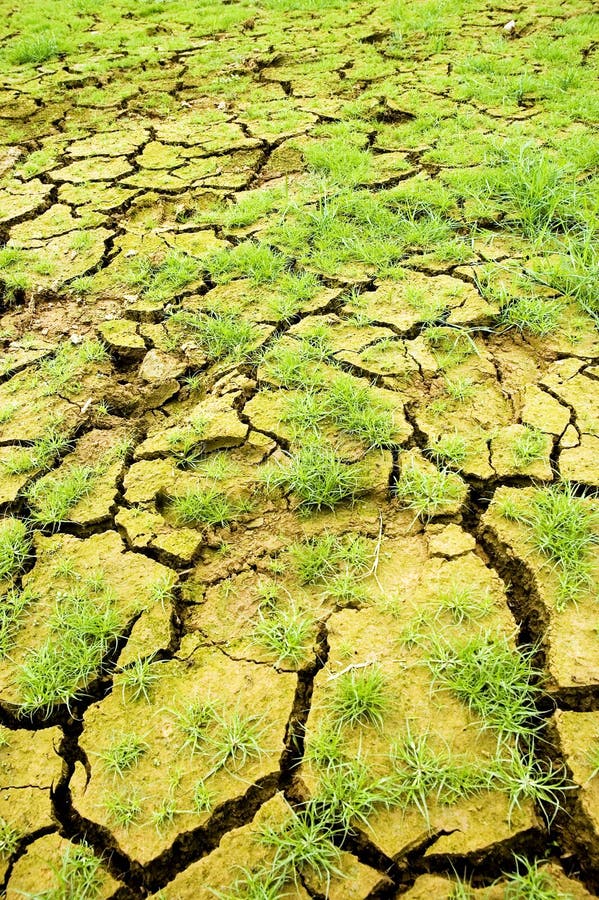 Dry ground stock photo. Image of plants, backgrounds, grasses - 5936490