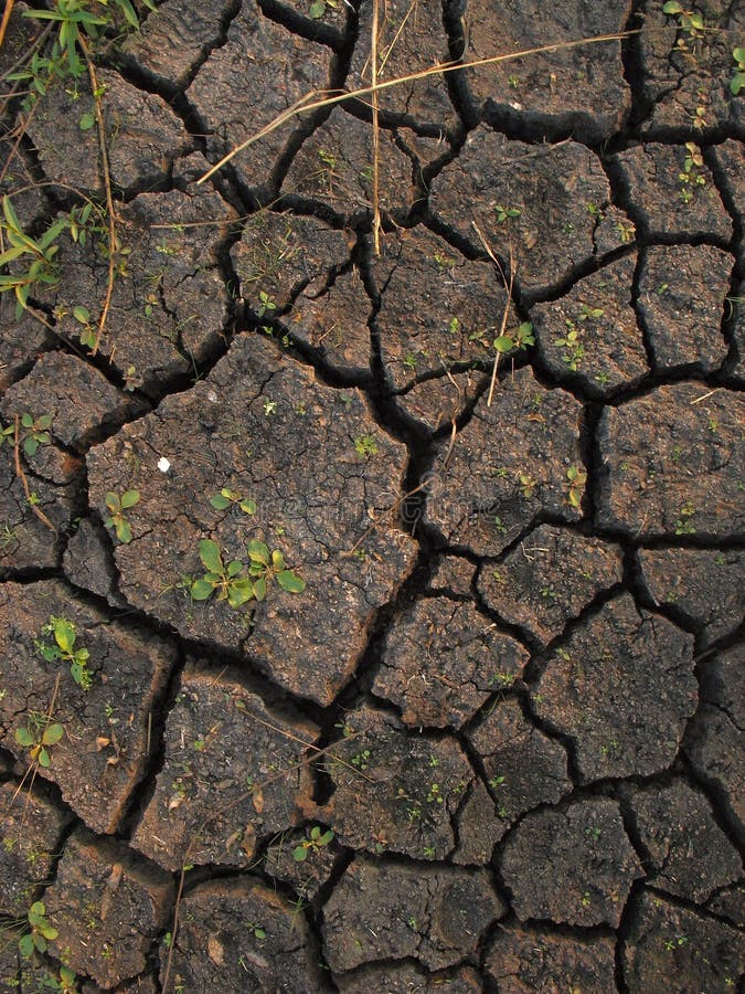 Crops are on dry ground stock photo. Image of asian, give - 28499464