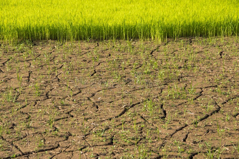 Dry ground and drought stock image. Image of drought - 81064759