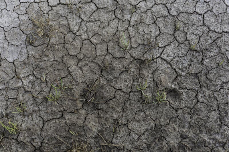 Dry ground texture. stock image. Image of grass, postcard - 119728635