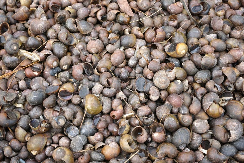 Dry Group Shell on the Ground Stock Image - Image of brown, close ...