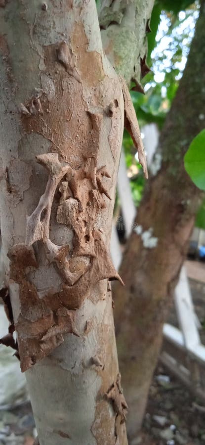 Dry Guava Tree Bark Texture Stock Image - Image of guava, texture ...