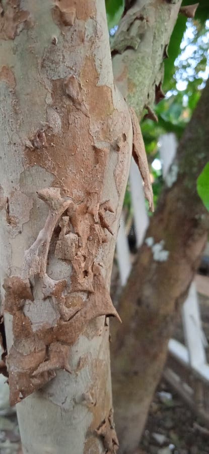 Dry Guava Tree Bark Texture Stock Photo - Image of nature, carving ...