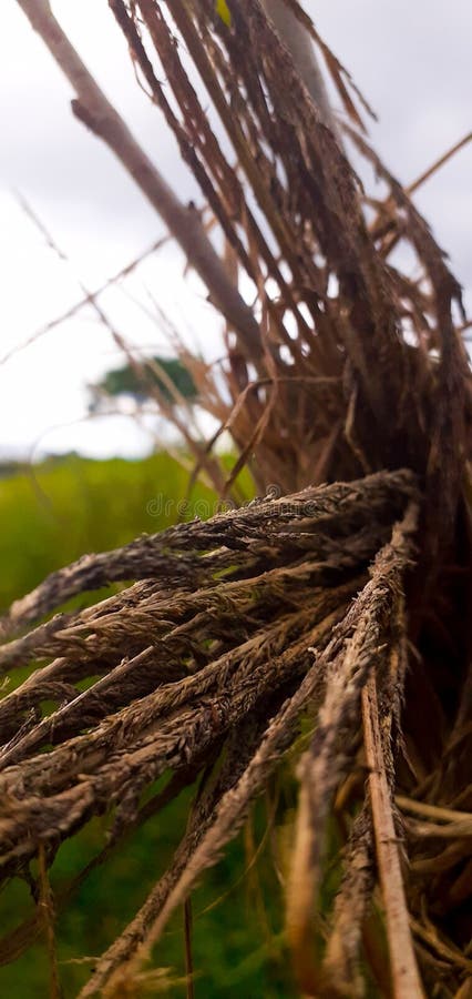 The dry hay stock image. Image of flower, trunk, plant - 185010703
