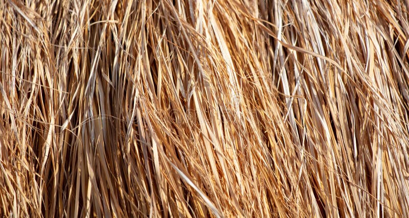 Dry Hay As an Abstract Background. Stock Photo - Image of agriculture ...