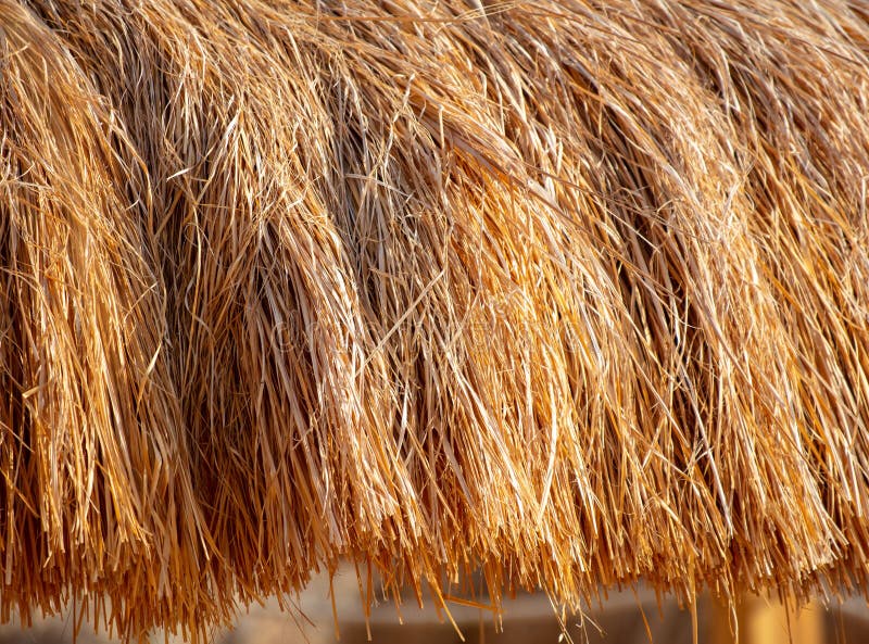 Dry Hay As an Abstract Background. Stock Photo - Image of rural, summer ...