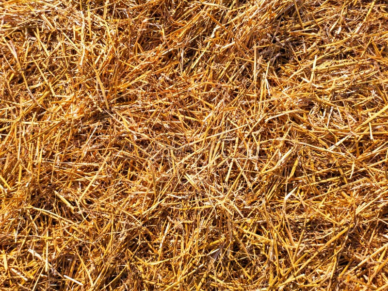 Dry Hay Closeup As Abstract Background Stock Image - Image of straw ...