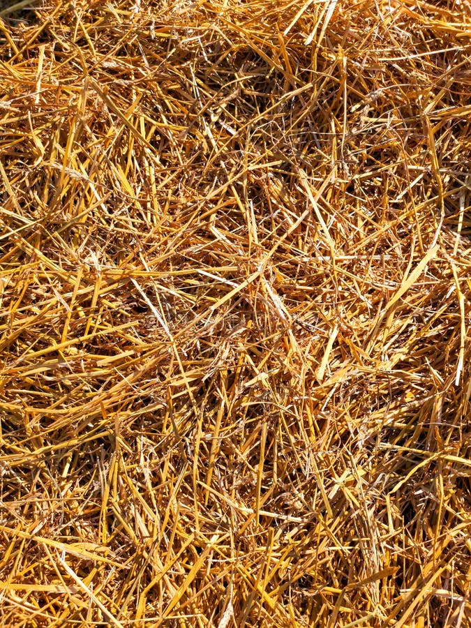 Dry Hay Closeup As Abstract Background Stock Image - Image of plant ...