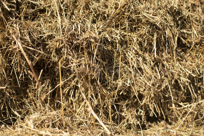 Dry hay on farm. Dry hay stock image. Image of abundance - 291144805