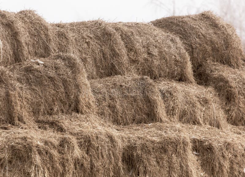 Dry hay on the farm stock image. Image of rural, haystack - 179962243