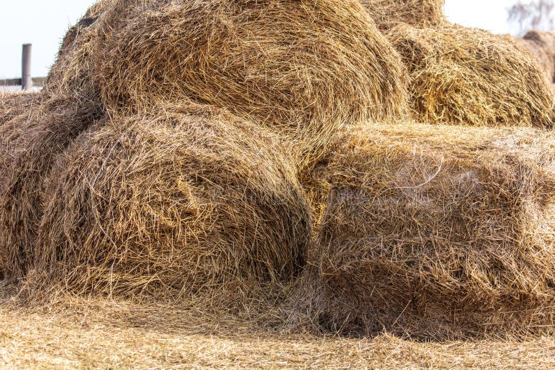 Dry hay on the farm stock image. Image of grass, autumn - 182060363