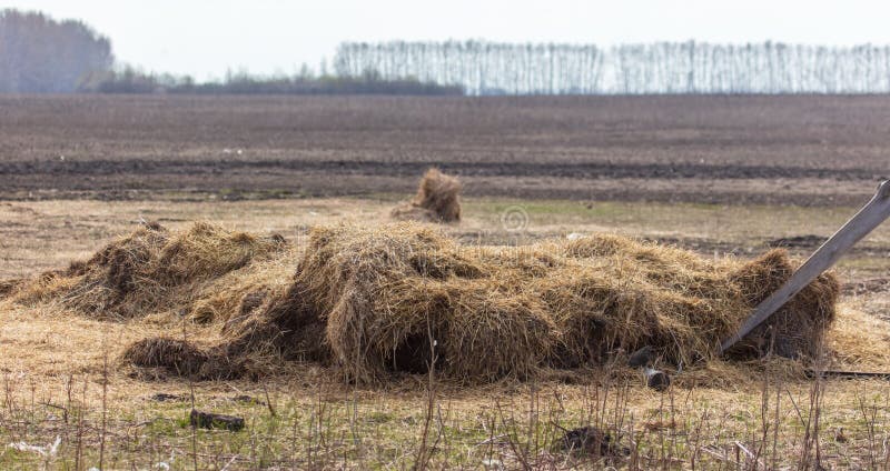 Haystack on a Farm in Nature Stock Photo - Image of natural, gold ...