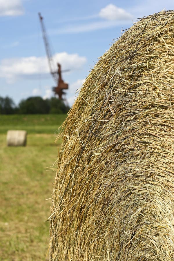 Dry hay in the meadow stock image. Image of livestock - 22449301