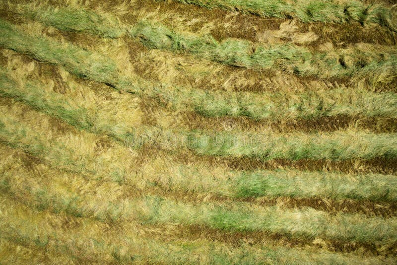 Dry the Hay in the Open Field Stock Photo - Image of agriculture ...