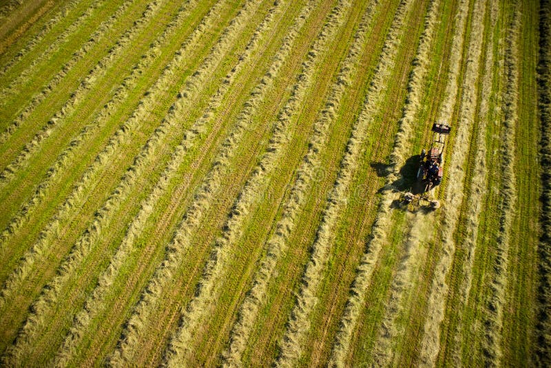 Dry the Hay in the Open Field Stock Image - Image of view, natural ...