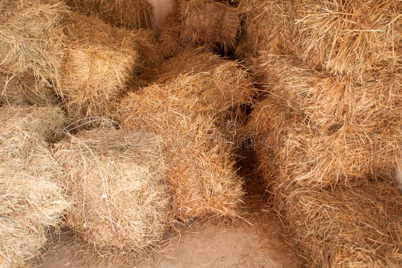 Dry Hay Stacks, Inside the Barn Stock Photo - Image of feed, rural ...