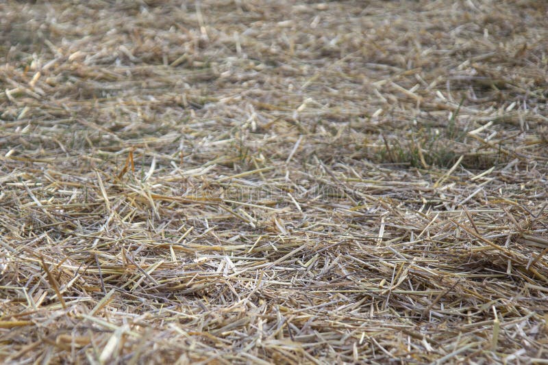 Dry Hay, Straw. Thatch Texture Stock Photo - Image of brown, organic ...