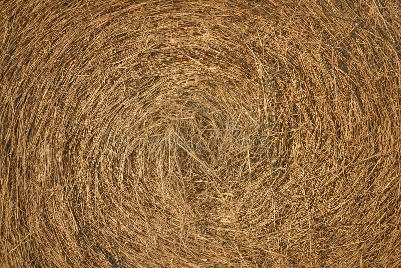 Dry hay texture stock photo. Image of detail, plants - 49150782