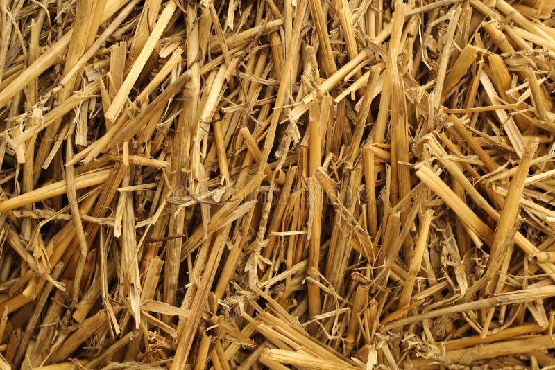 Dry hay stock photo. Image of energy, grains, dried, fuel - 34522650