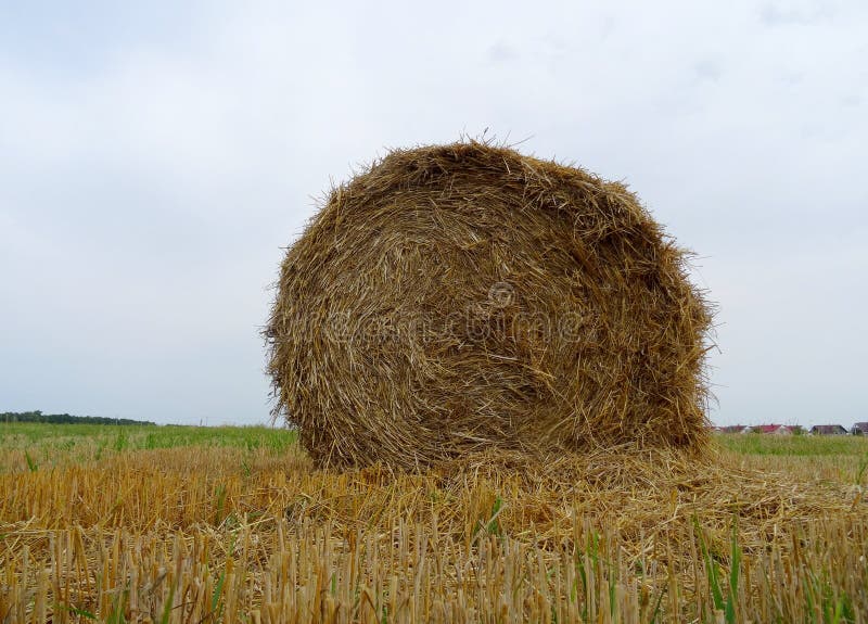 Dry Hayrick on a Field after Harvesting Stock Photo - Image of haymow ...