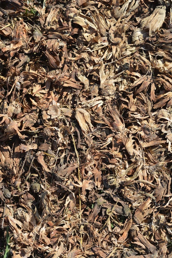 Hazelnut husks stock photo. Image of floor, waste, husk - 344194024