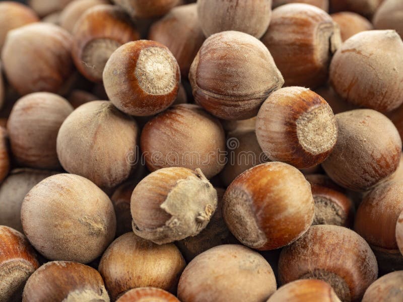 Dry Hazelnuts on a Bright Background Stock Photo - Image of nutshell ...