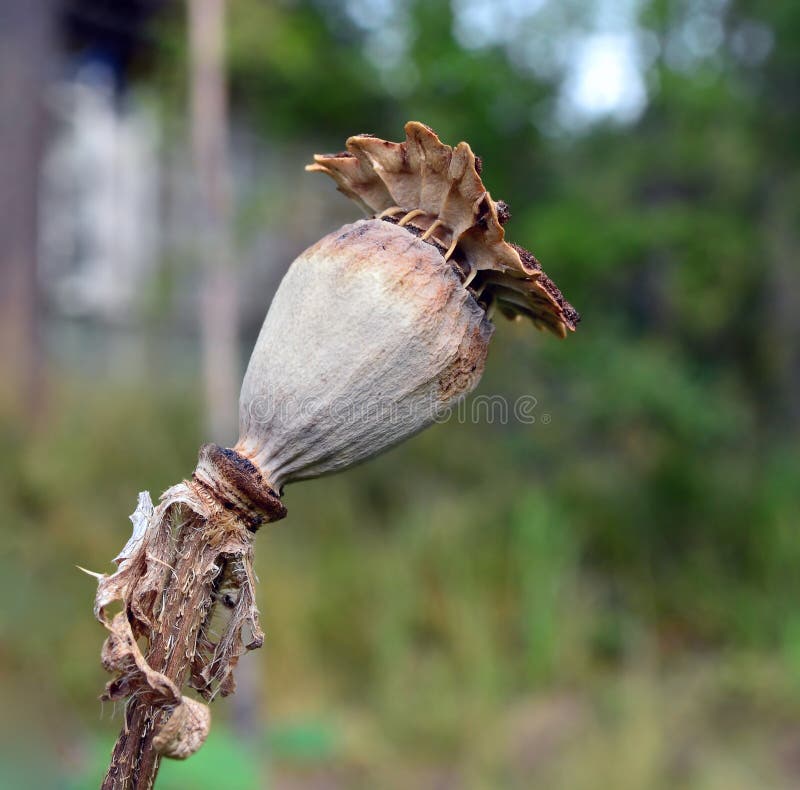 Dry head of poppy stock image. Image of decorative, macro - 46931587